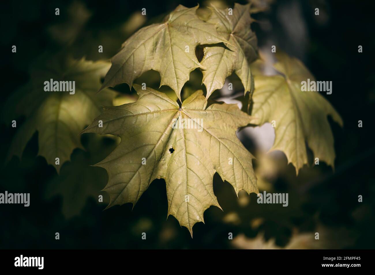 Spring Fauna UK Stock Photo - Alamy