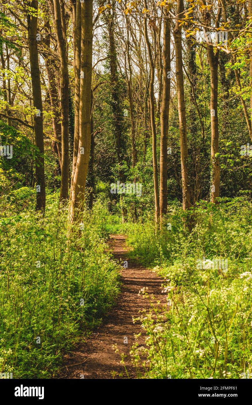 Spring Fauna UK Stock Photo - Alamy