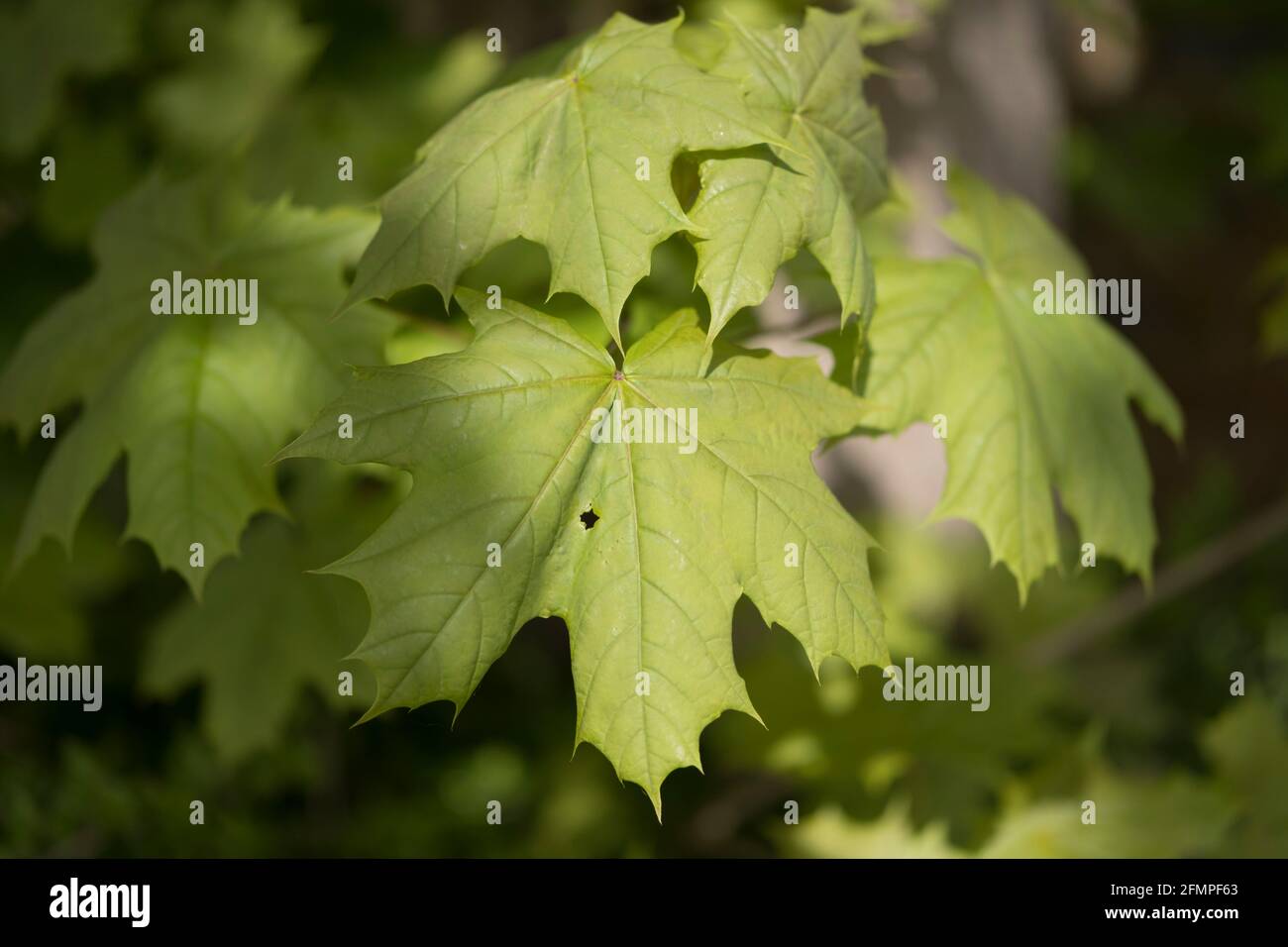 Spring Fauna UK Stock Photo - Alamy