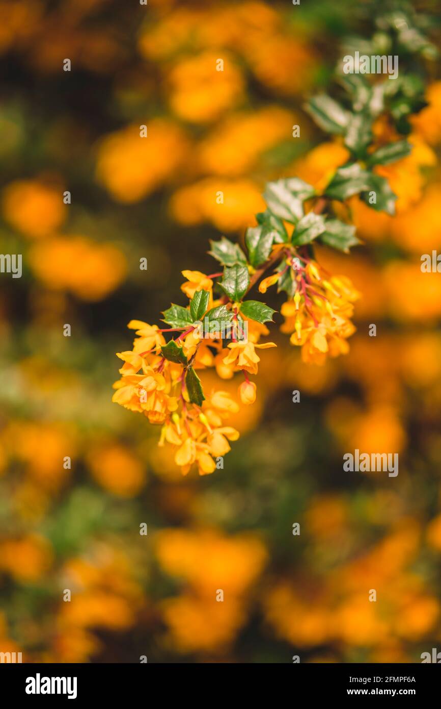 Spring Fauna UK Stock Photo - Alamy