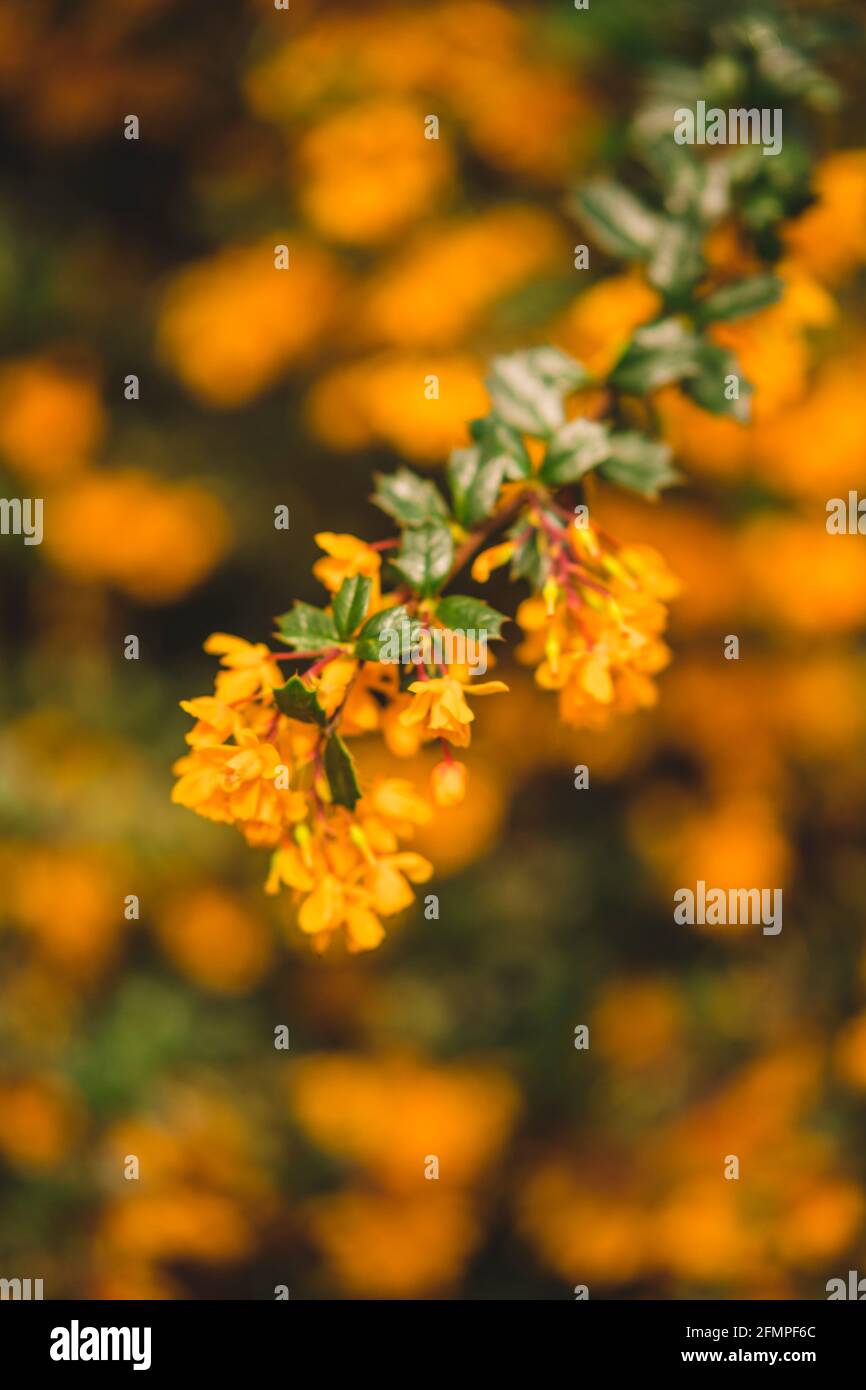 Spring Fauna UK Stock Photo - Alamy