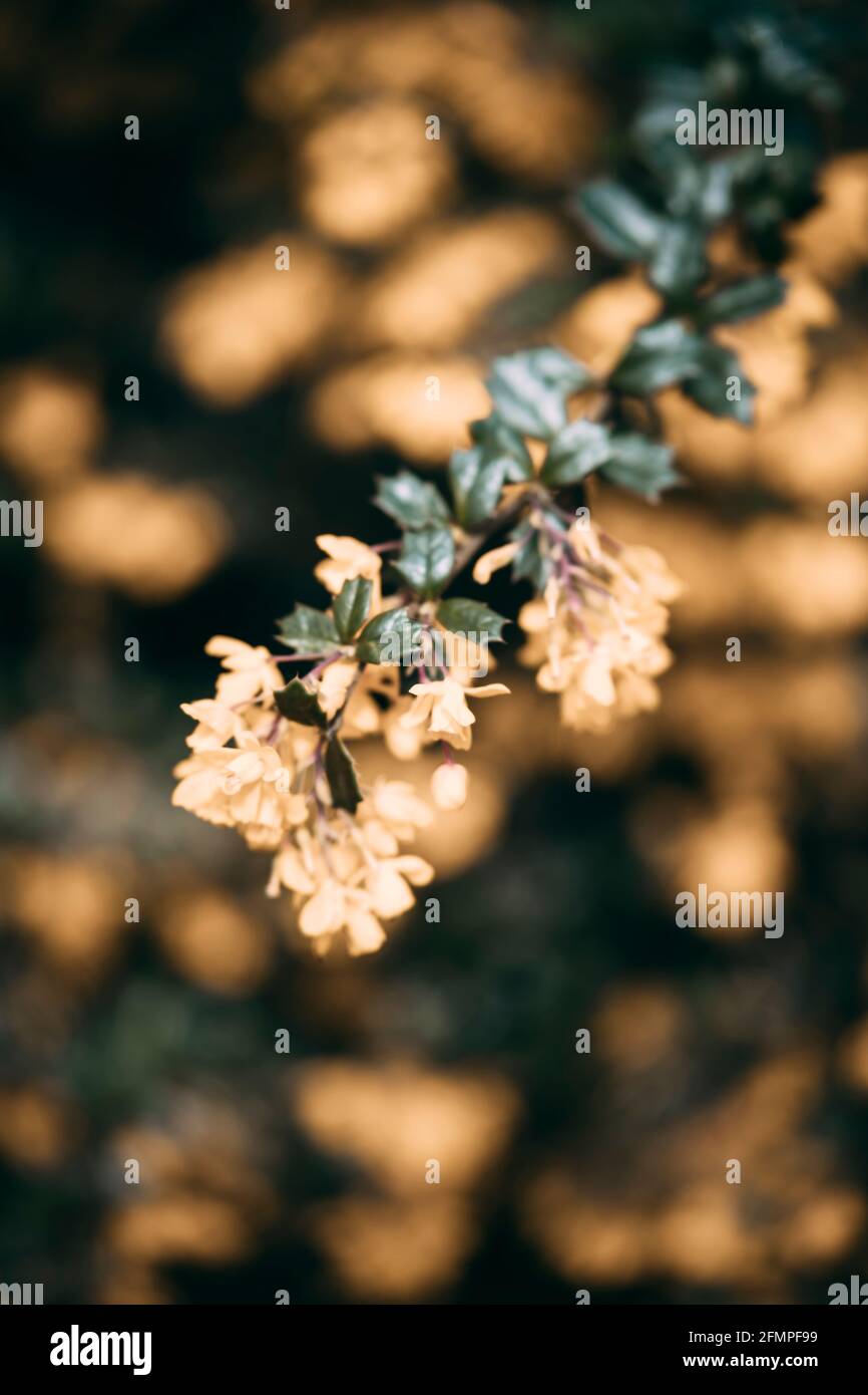 Spring Fauna UK Stock Photo - Alamy