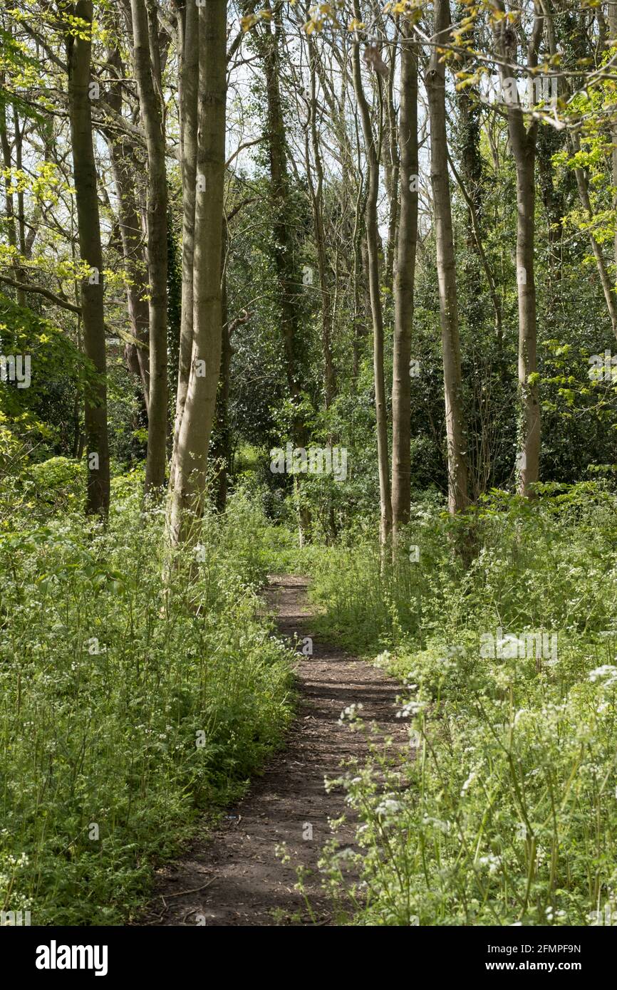 Spring Fauna UK Stock Photo - Alamy