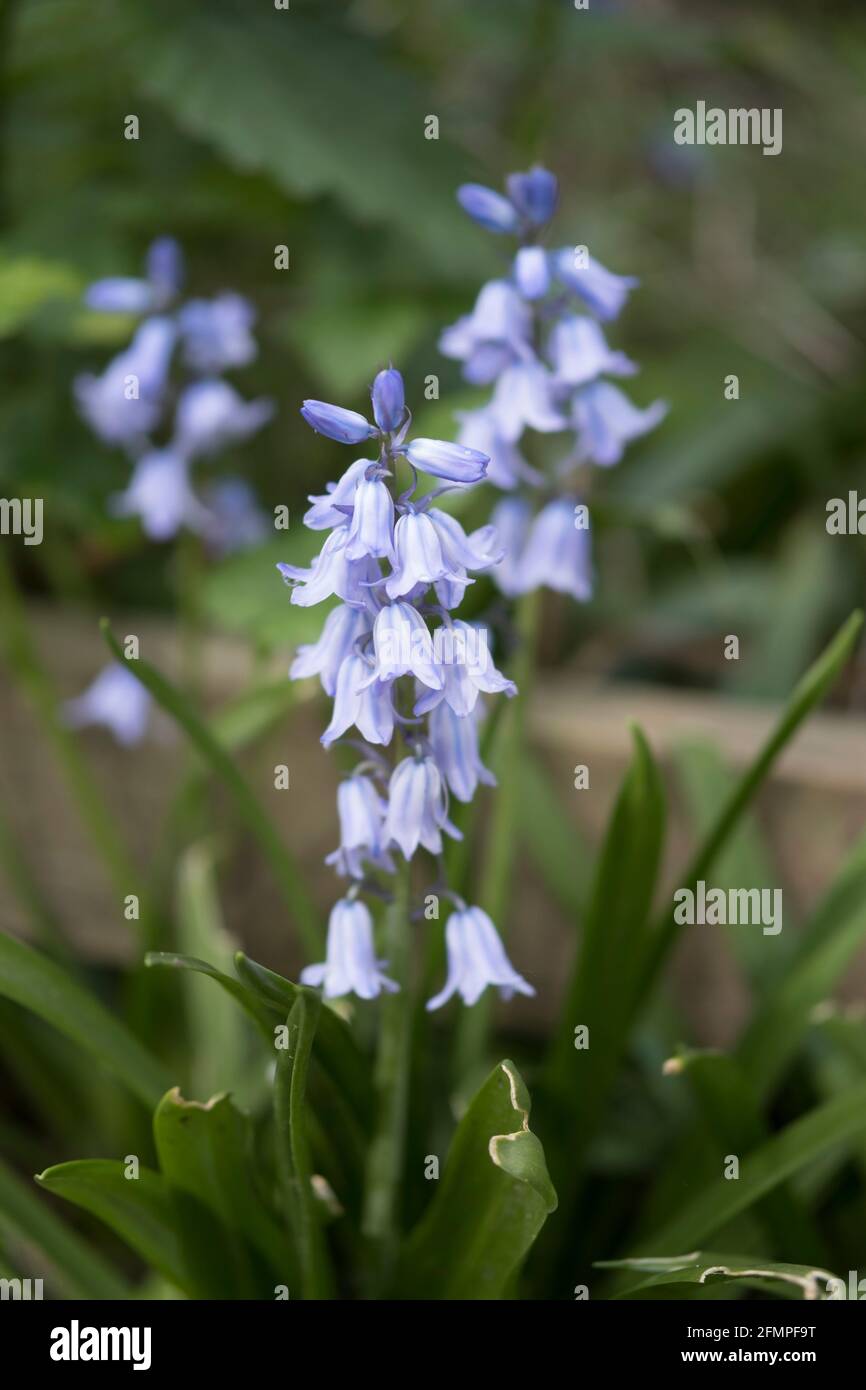 Spring Fauna UK Stock Photo - Alamy