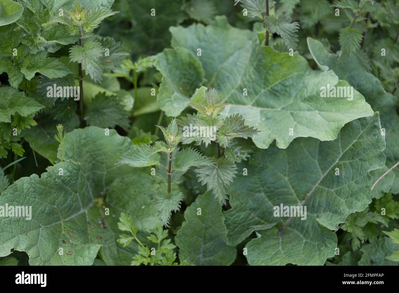 Spring Fauna UK Stock Photo - Alamy