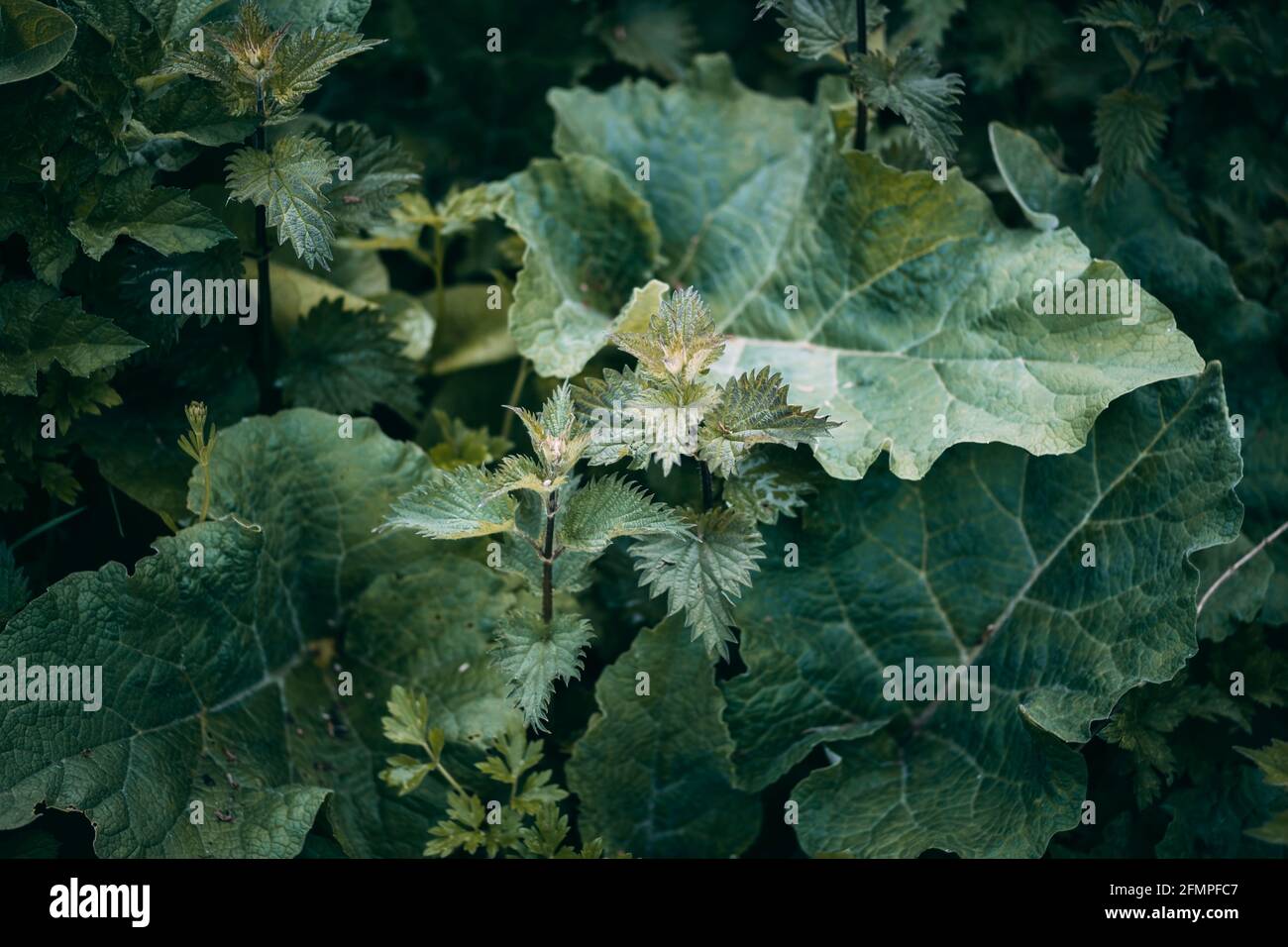 Spring Fauna UK Stock Photo - Alamy