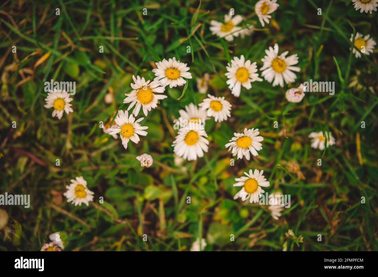 Spring Fauna UK Stock Photo - Alamy