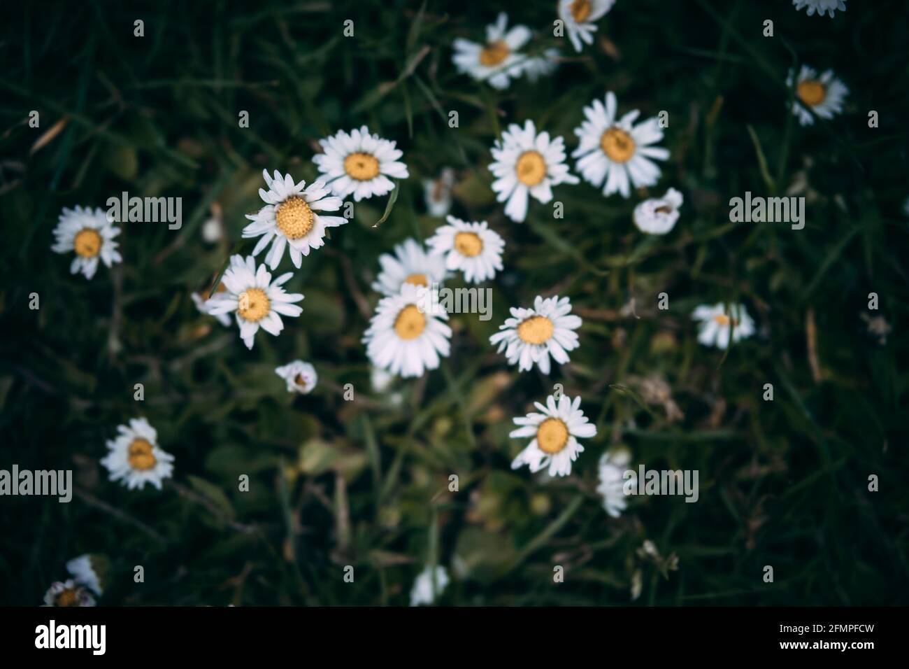 Spring Fauna UK Stock Photo - Alamy