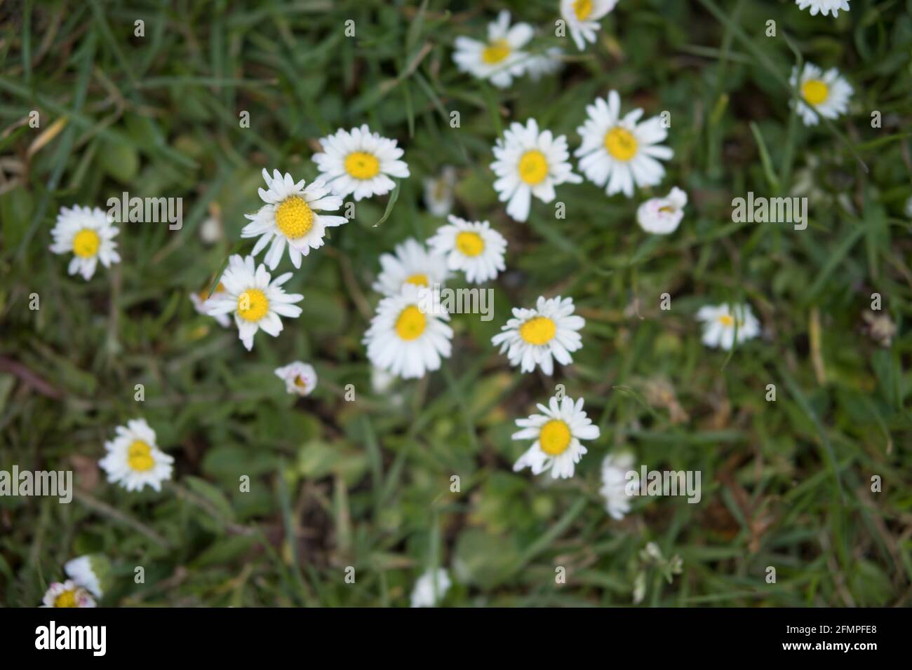 Spring Fauna UK Stock Photo - Alamy