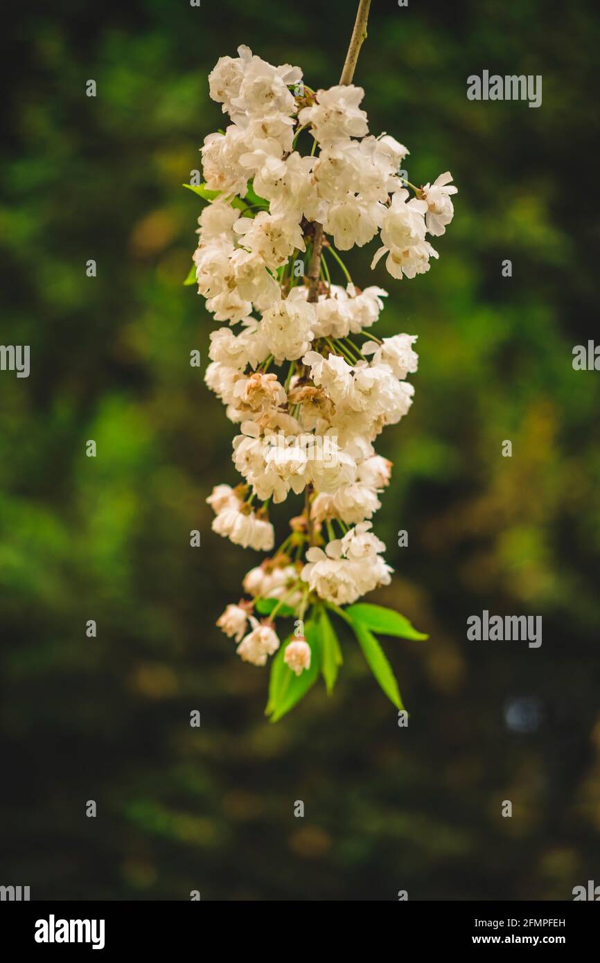 Spring Fauna UK Stock Photo - Alamy