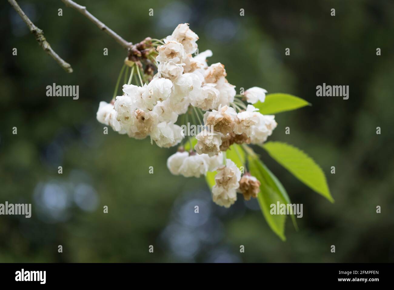 Spring Fauna UK Stock Photo - Alamy