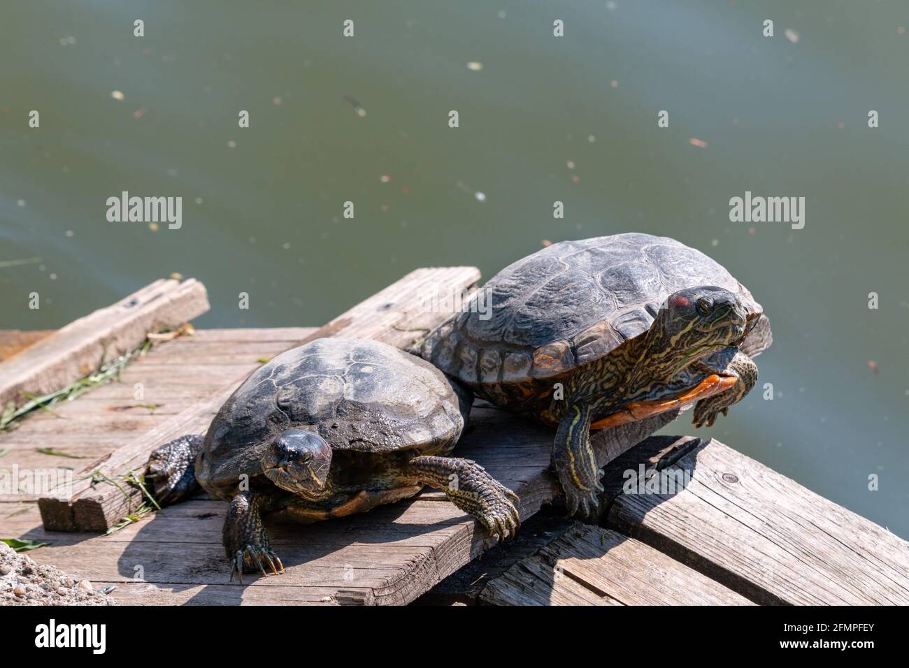 Red eared slider turtles hi-res stock photography and images - Alamy