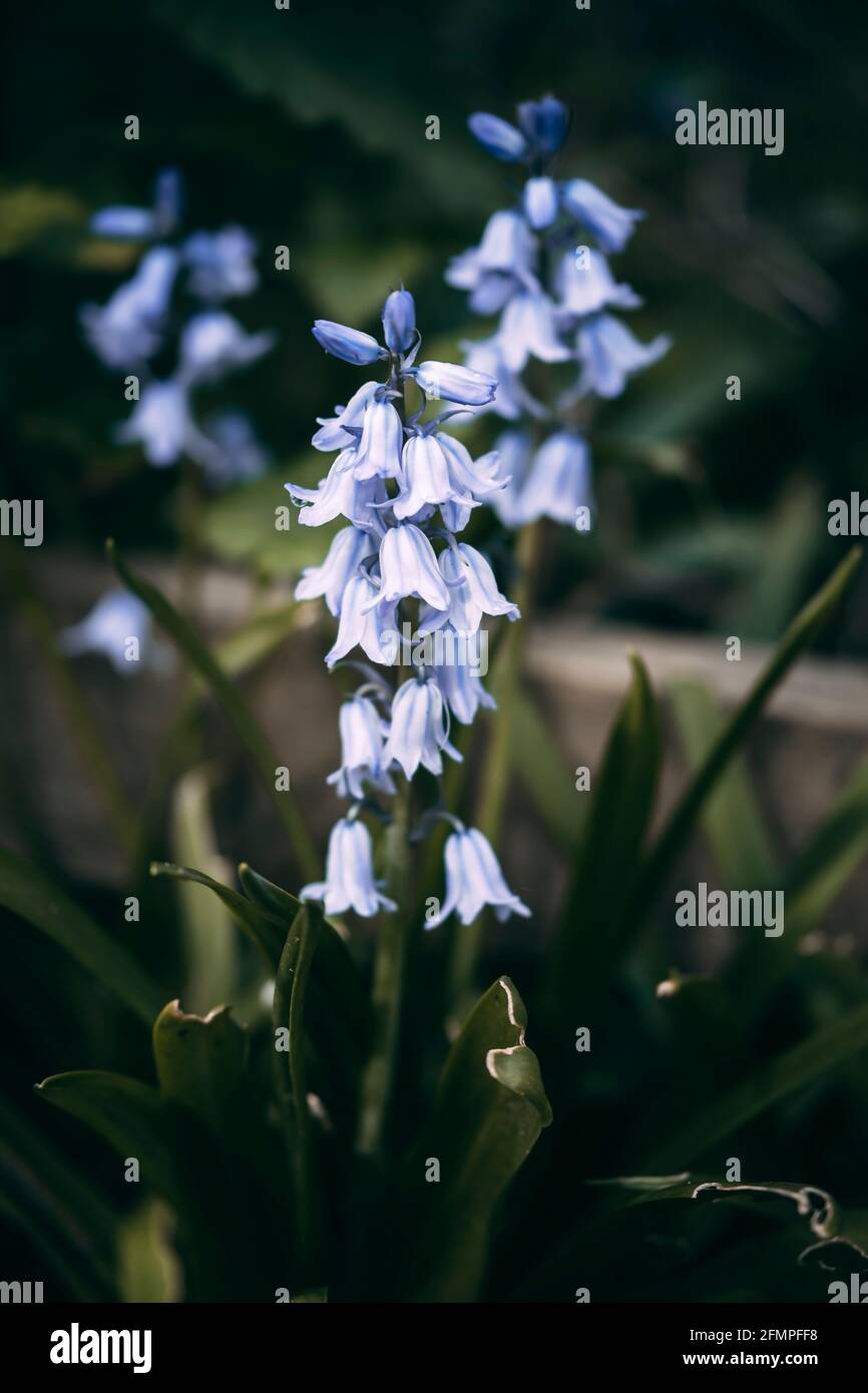 Spring Fauna UK Stock Photo - Alamy