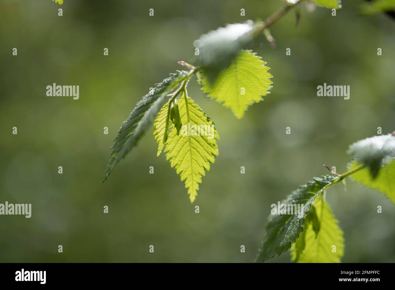 Spring Fauna UK Stock Photo - Alamy