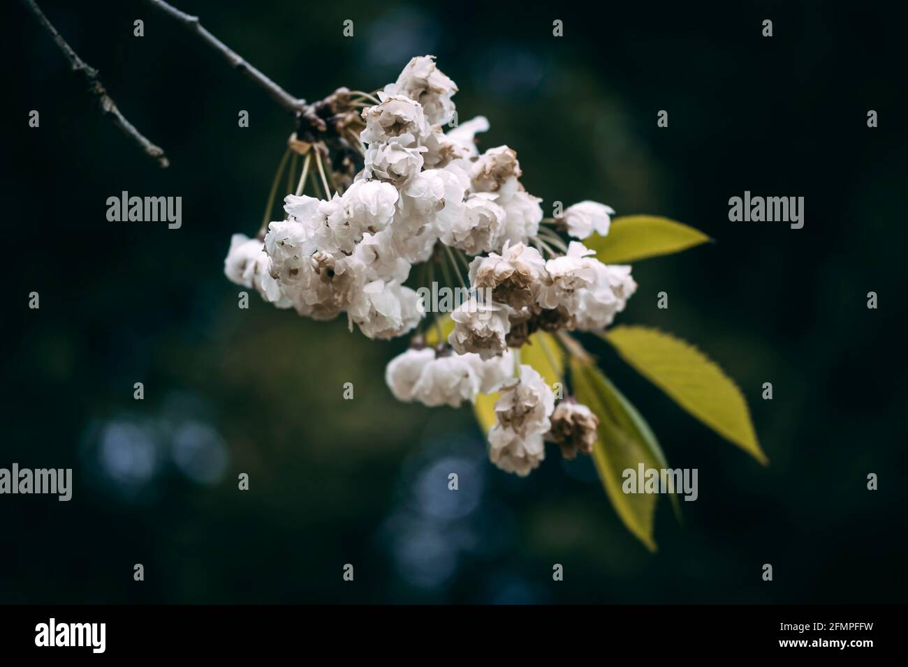 Spring Fauna UK Stock Photo - Alamy