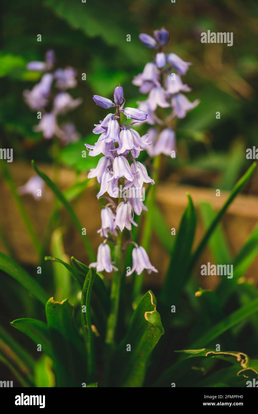 Spring Fauna UK Stock Photo - Alamy