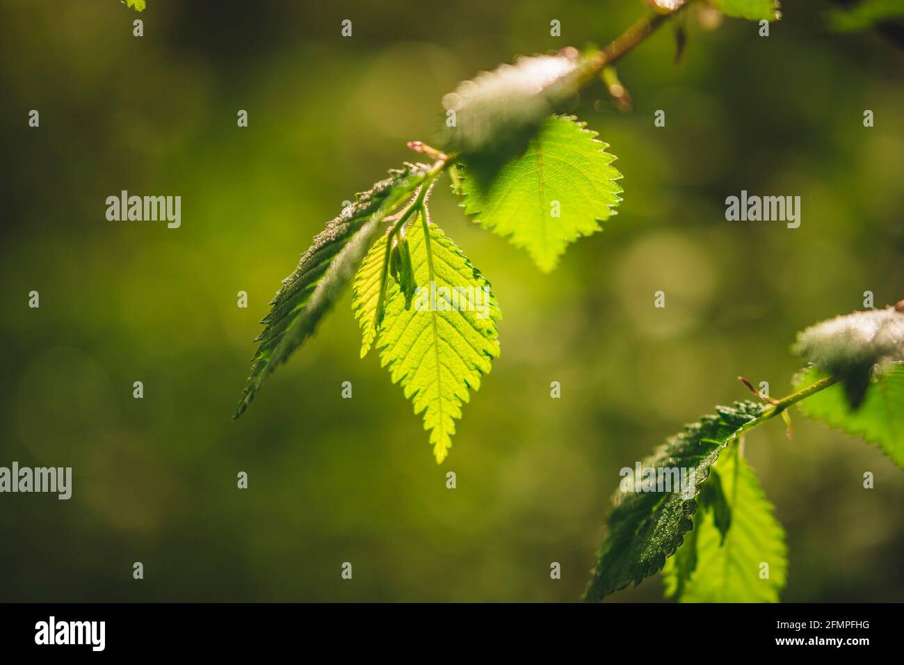 Spring Fauna UK Stock Photo - Alamy