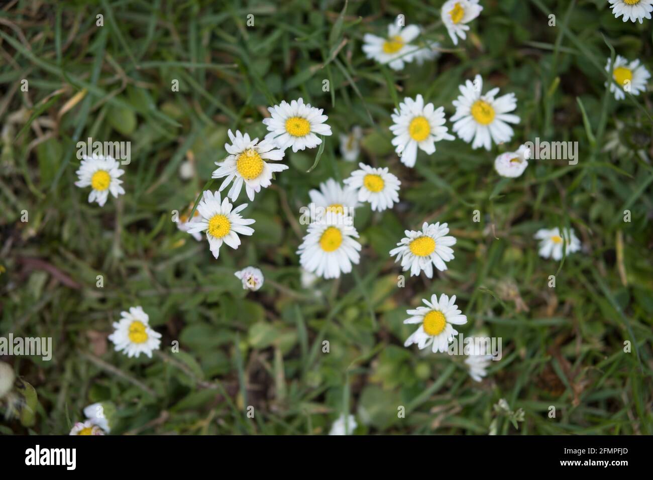 Spring Fauna UK Stock Photo - Alamy