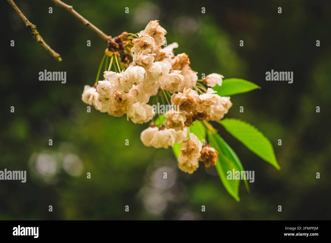 Spring Fauna UK Stock Photo - Alamy