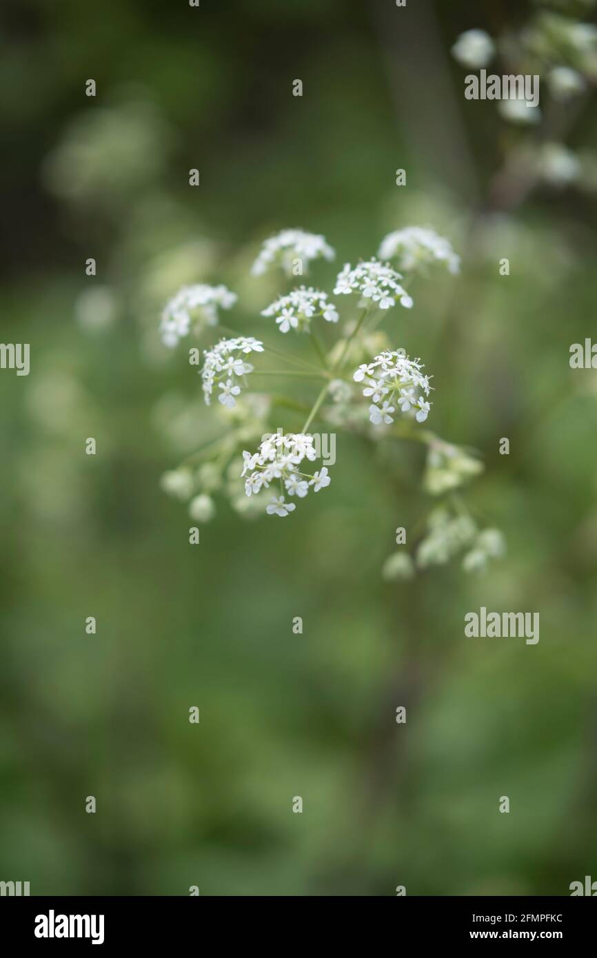 Spring Fauna UK Stock Photo - Alamy