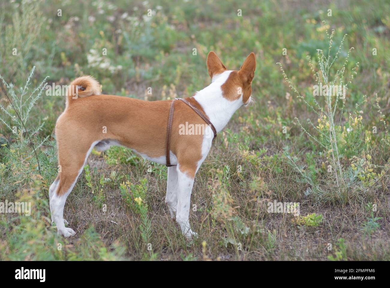 Side view of young basenji dog standing in wild grass at late summer ...
