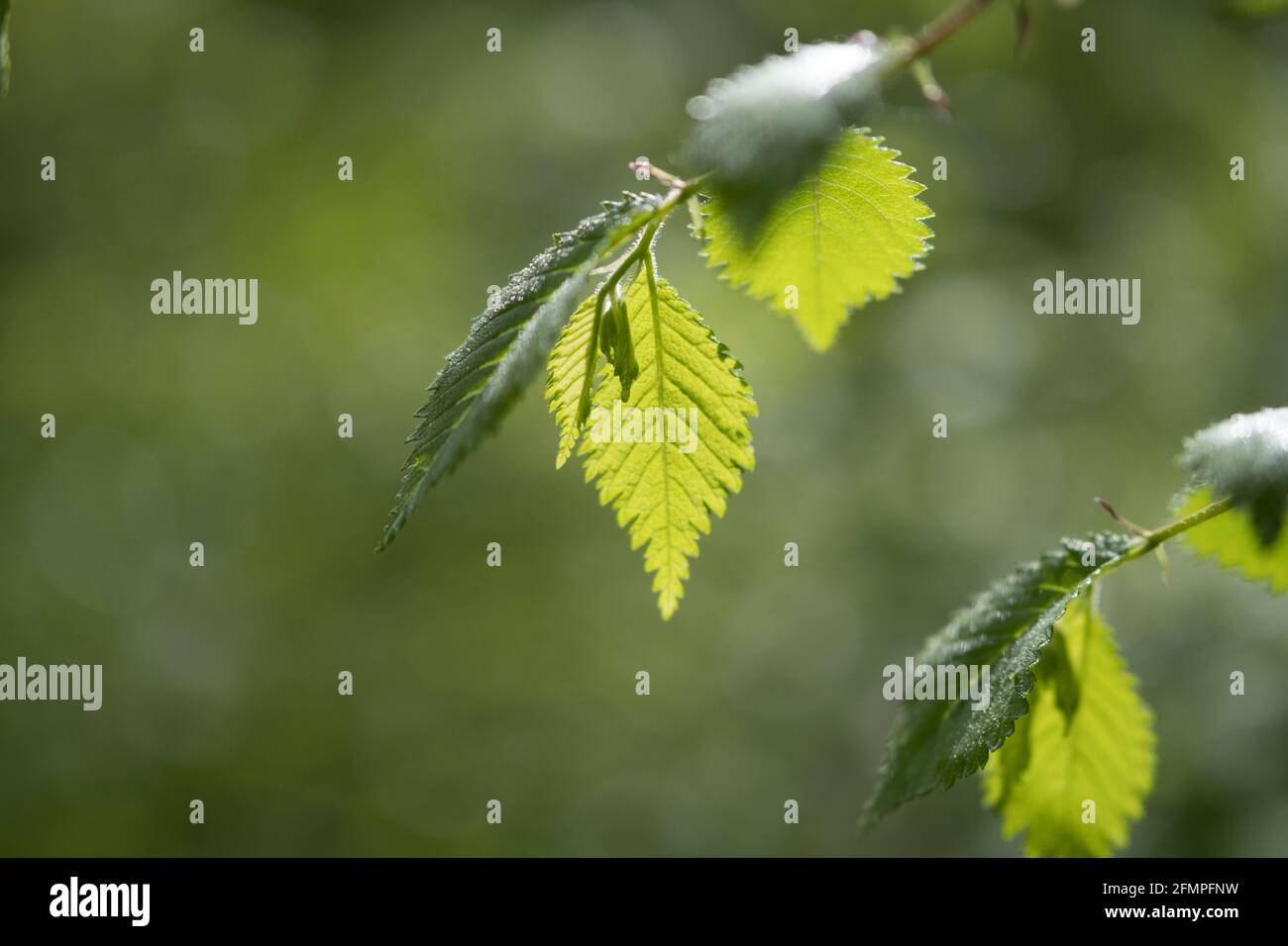 Spring Fauna UK Stock Photo - Alamy