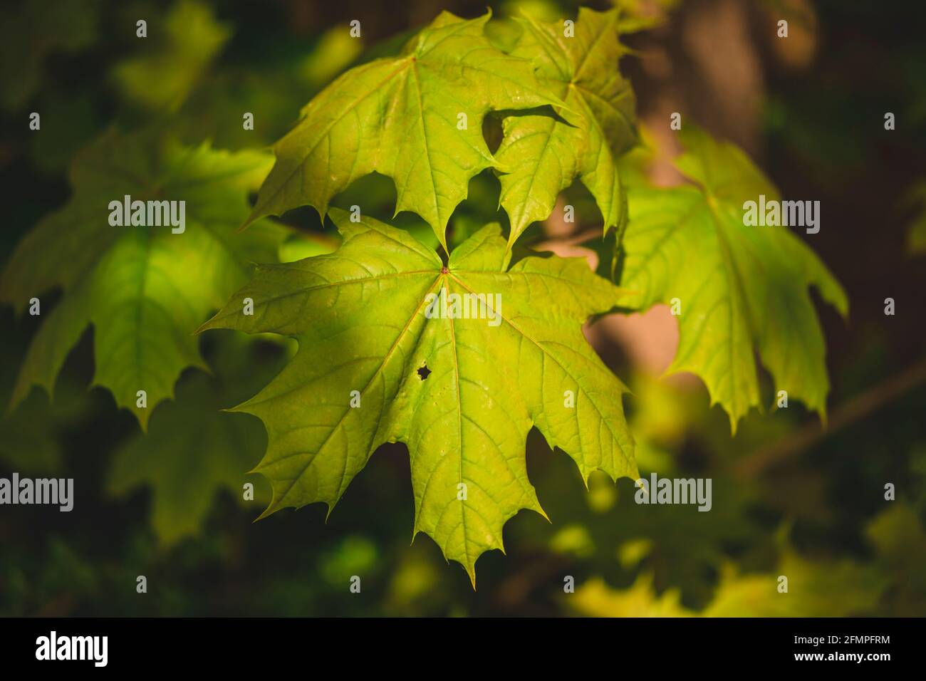 Spring Fauna UK Stock Photo - Alamy
