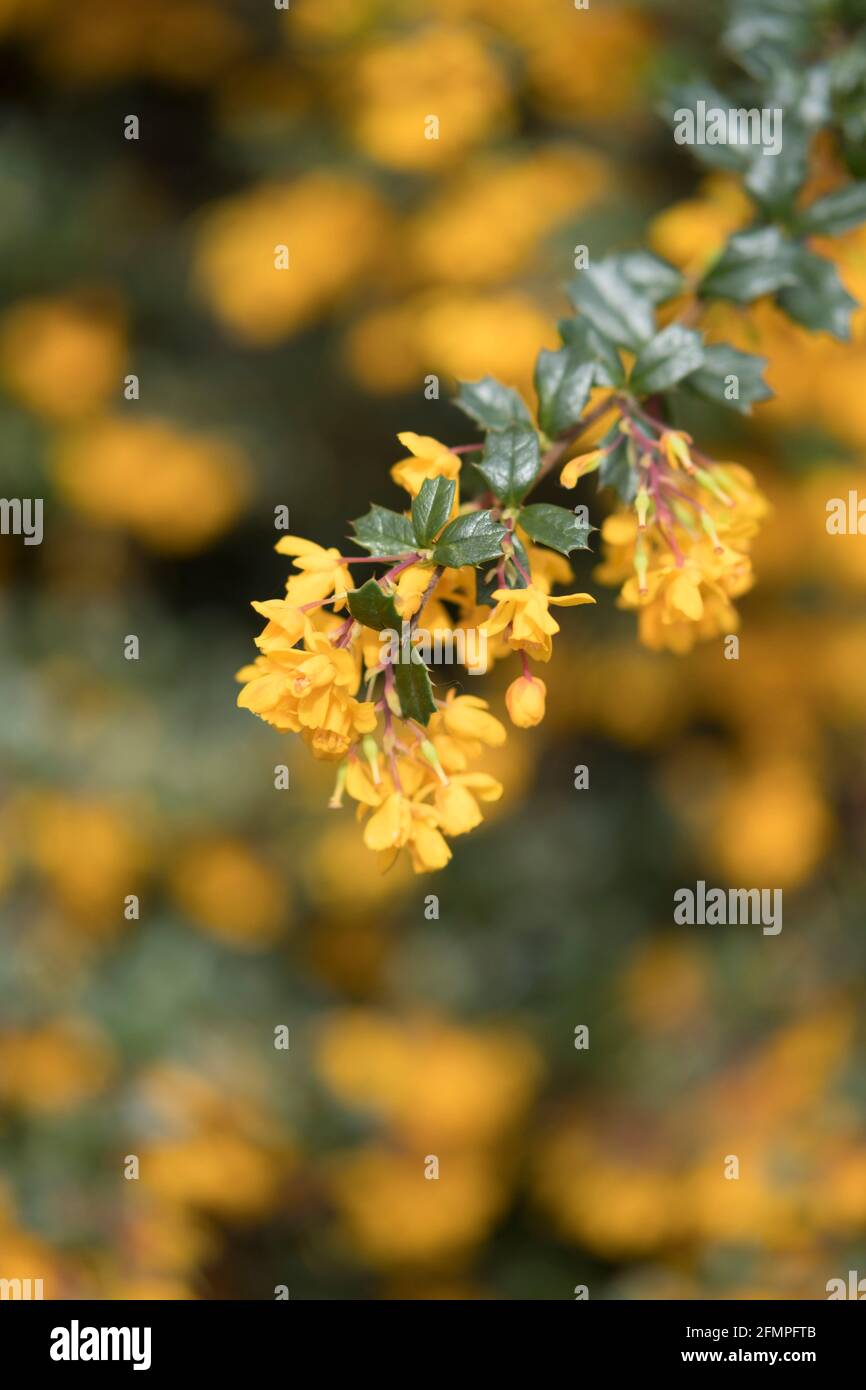 Spring Fauna UK Stock Photo - Alamy