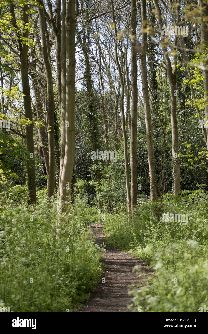 Spring Fauna UK Stock Photo - Alamy