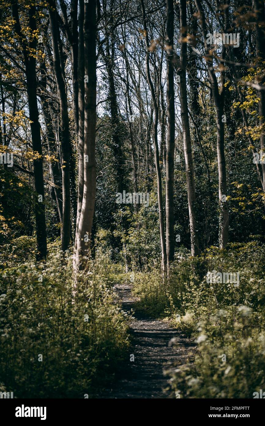 Spring Fauna UK Stock Photo - Alamy