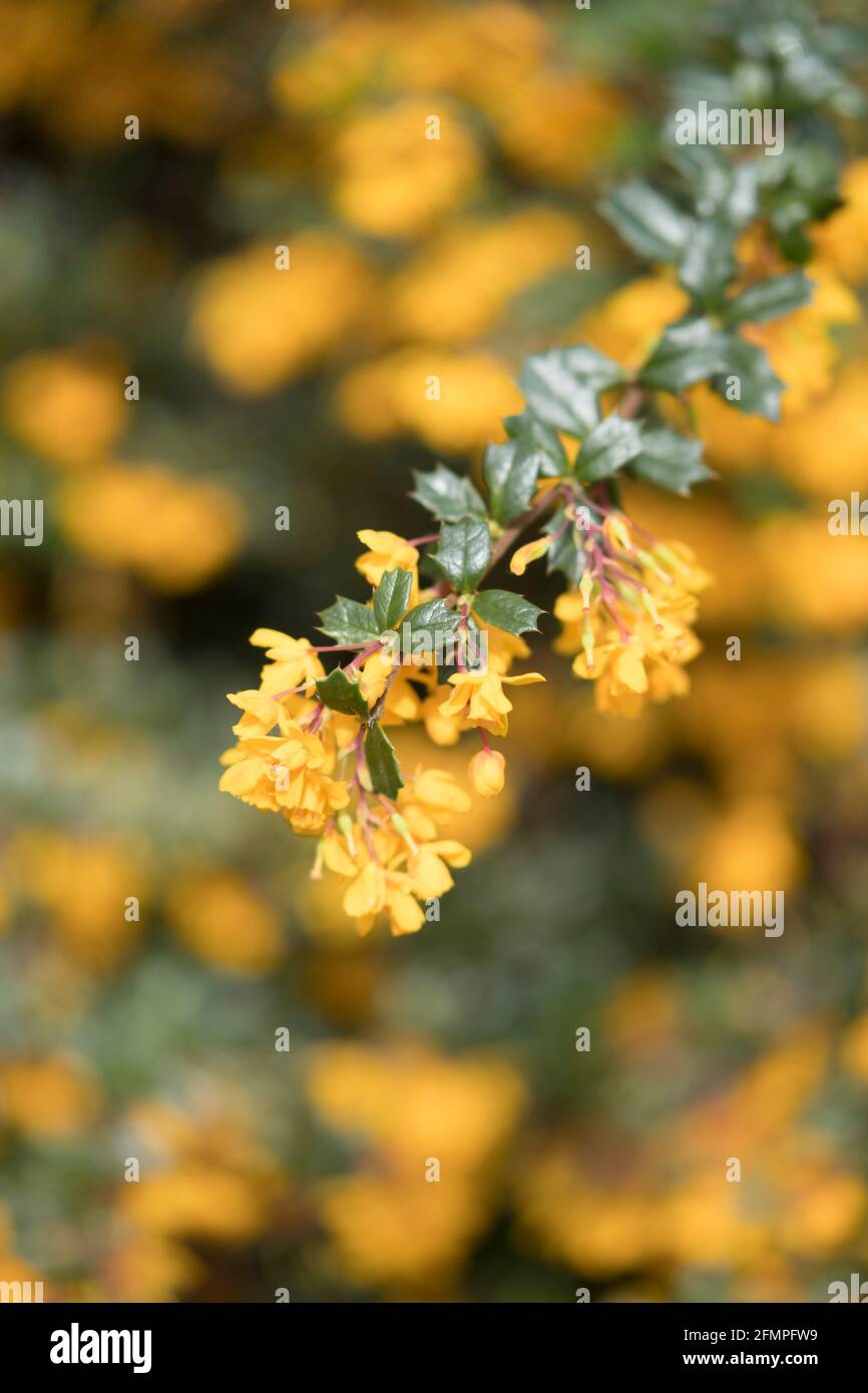 Spring Fauna UK Stock Photo - Alamy