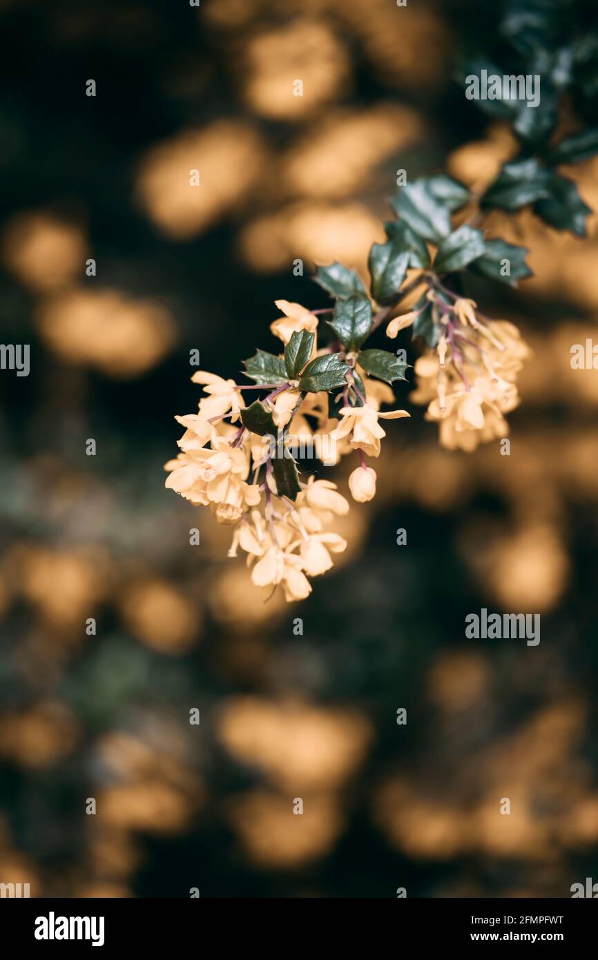 Spring Fauna UK Stock Photo - Alamy