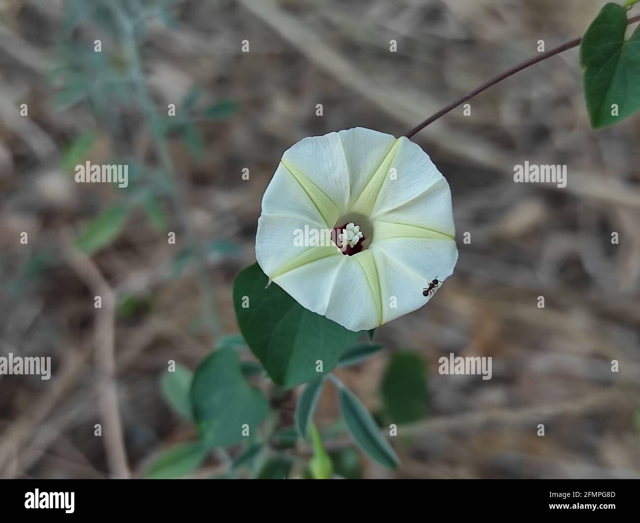 Shallow focus shot ant hi-res stock photography and images - Alamy