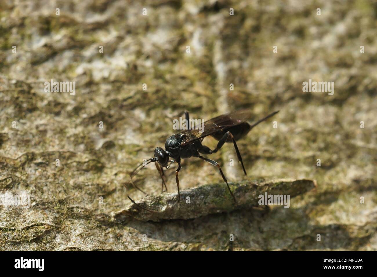 Closeup of a parasitic wasp, Nippocryptus vittatorius, laying eggs in a ...