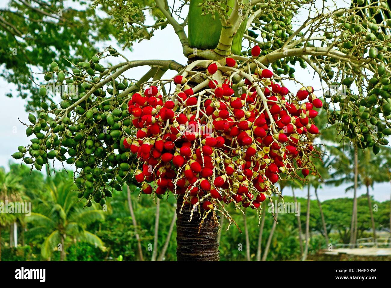 Christmas palm tree (adonidia merrillii) in the garden Stock Photo - Alamy