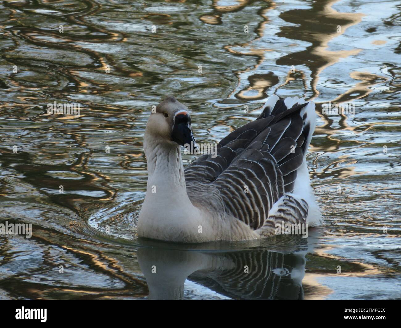 African goose floating in the lake Stock Photo - Alamy