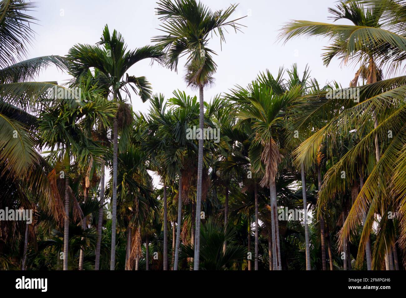 View of areca palm tree plantation. Betel tree plantation along with ...
