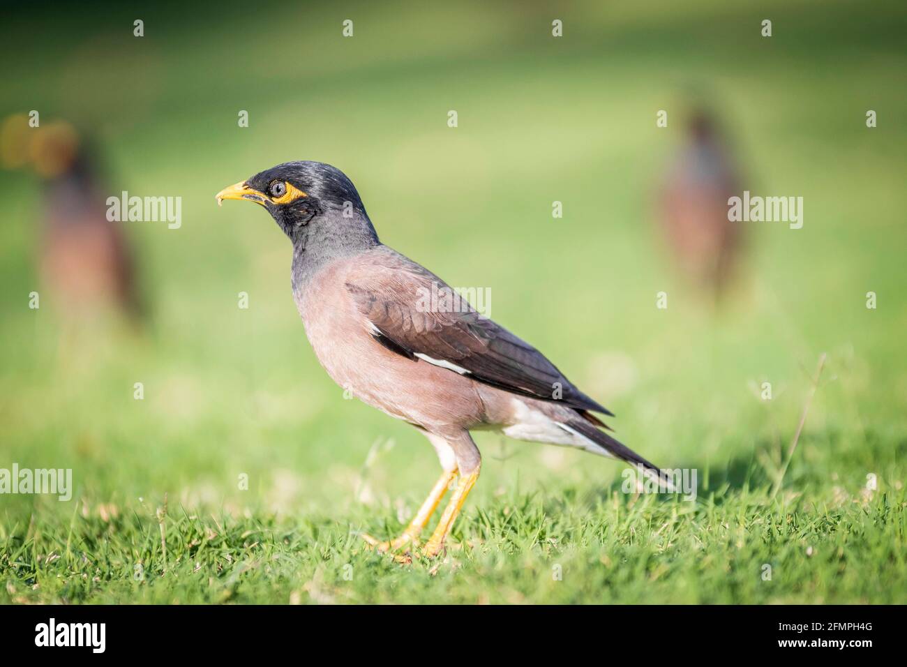 Mynah birds hi-res stock photography and images - Alamy