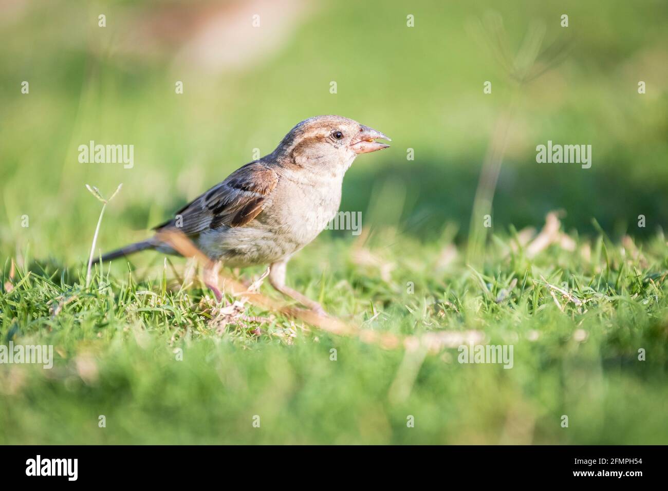House sparrow eating Stock Photo - Alamy