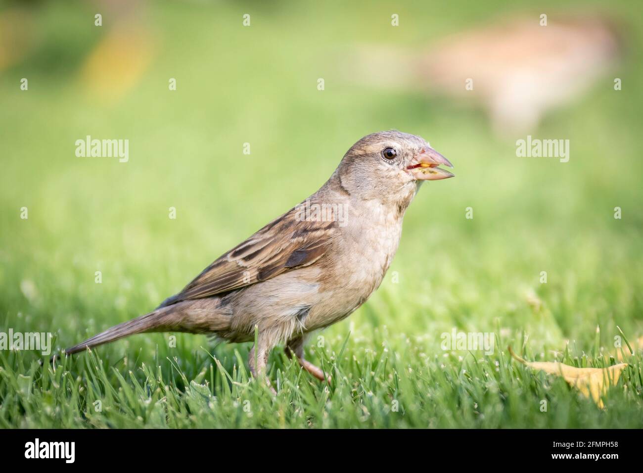 Chirping sparrow hi-res stock photography and images - Alamy