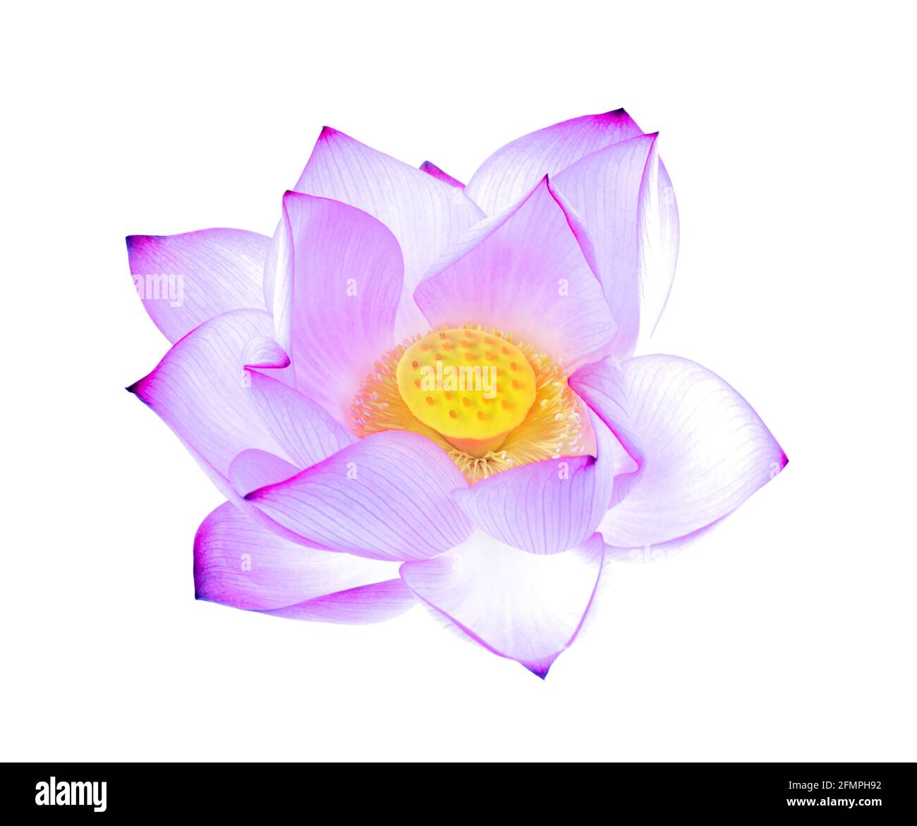 lotus isolated on white background Stock Photo - Alamy