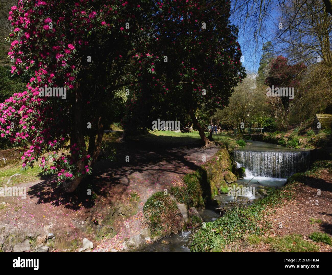 A Cornish red rhodendron blooms by the weir at Menacuddle, St Austell ...