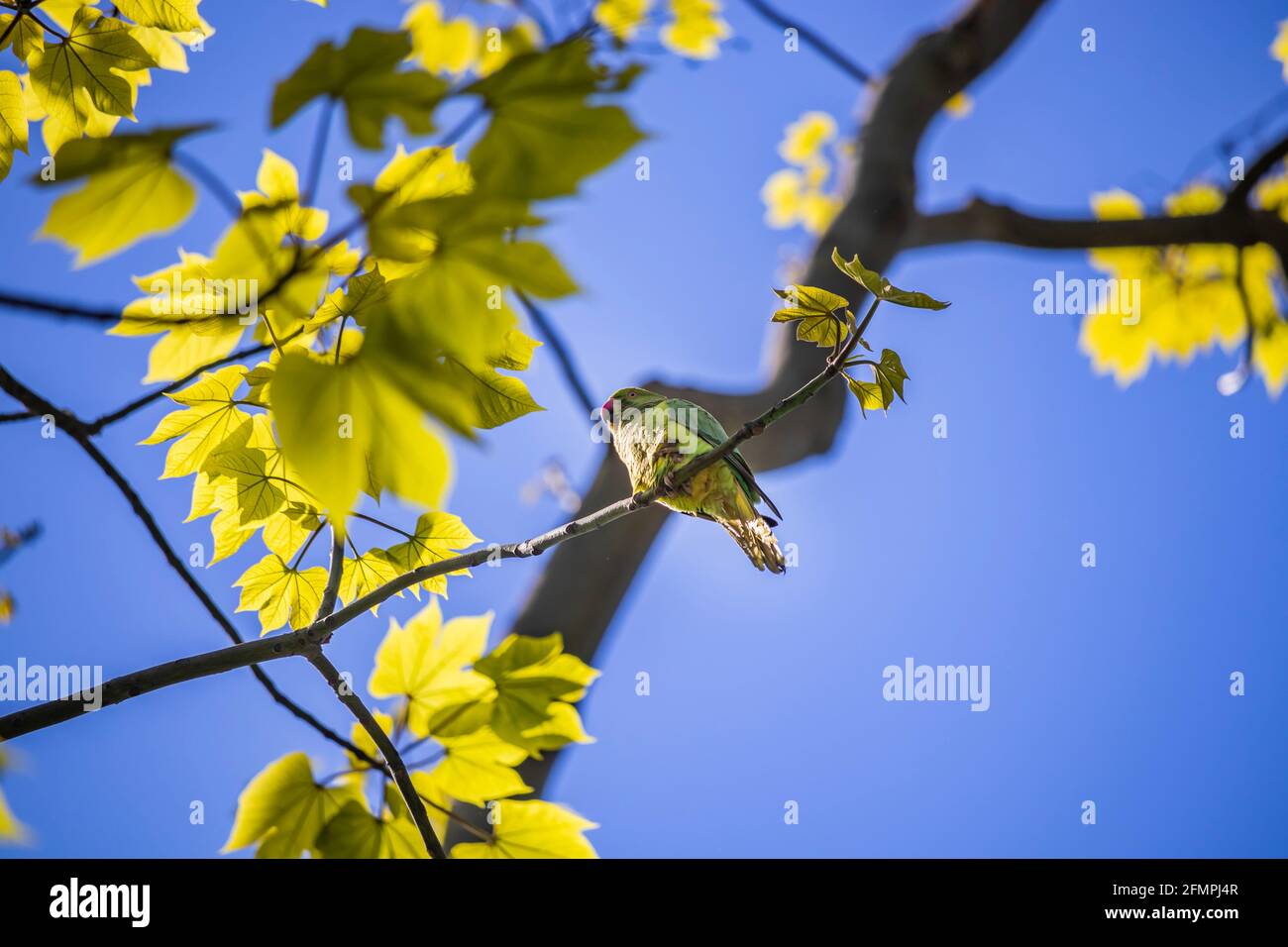 Non native australian bird species hi-res stock photography and images ...