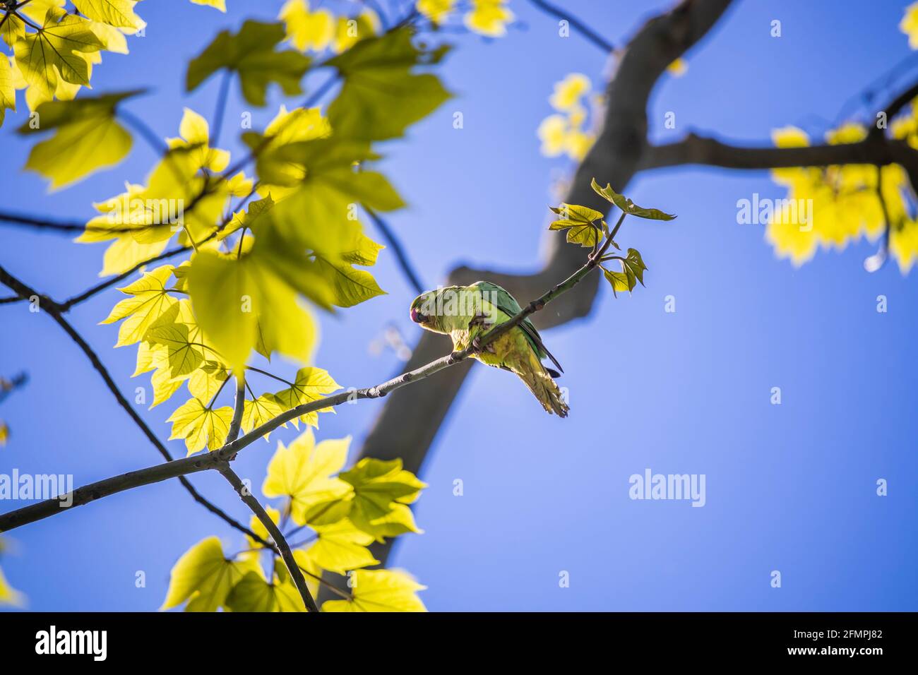 Non native australian bird species hi-res stock photography and images ...