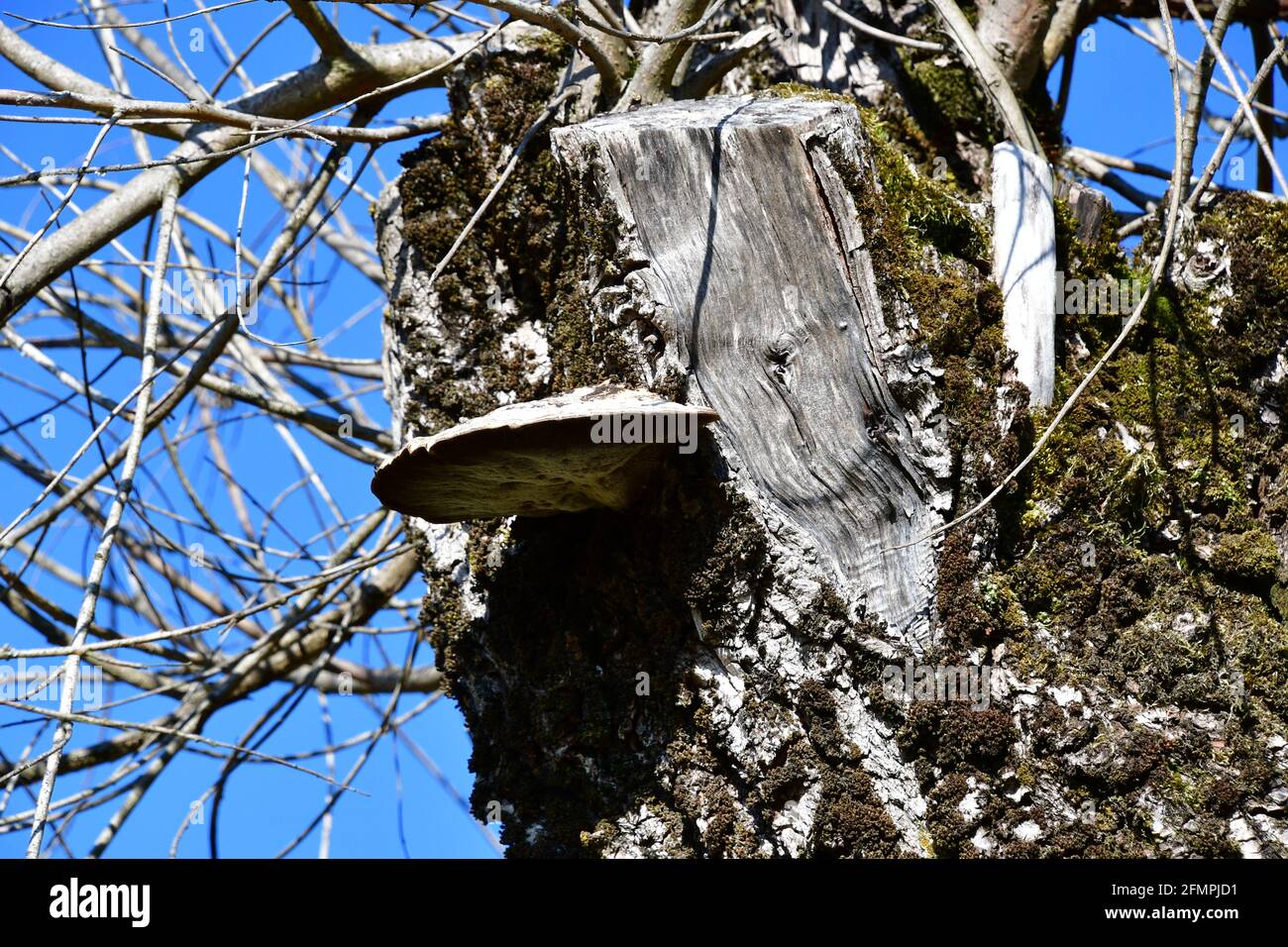 Mushrooms on dead wood hi-res stock photography and images - Alamy