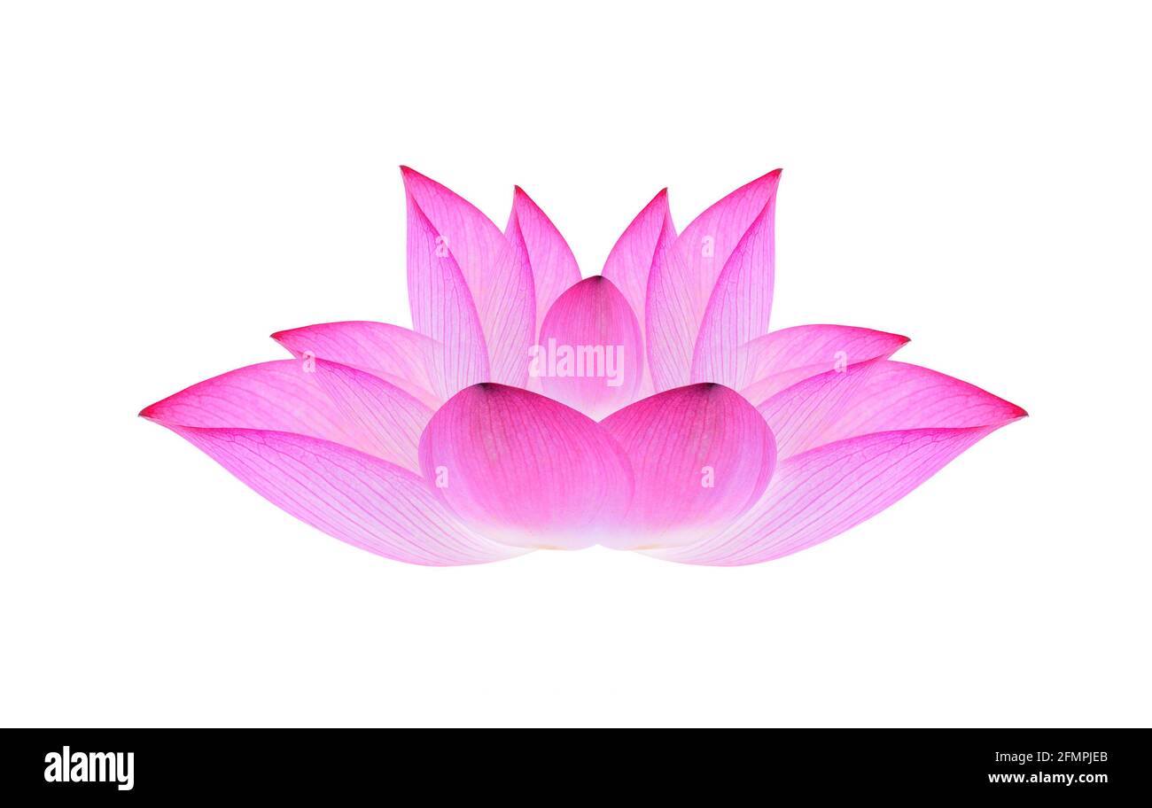 lotus isolated on white background Stock Photo - Alamy