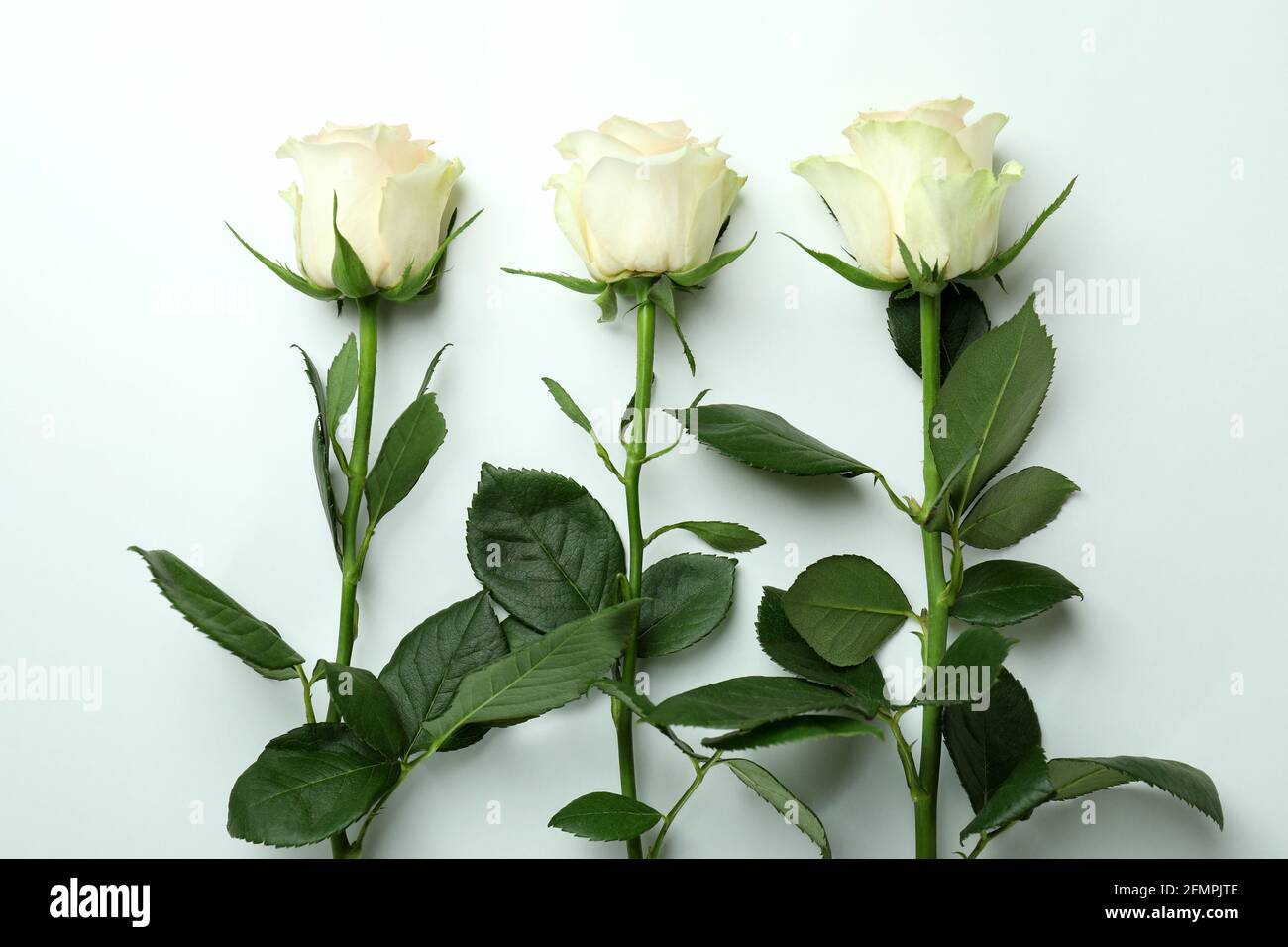 Three beautiful white roses on white background Stock Photo - Alamy