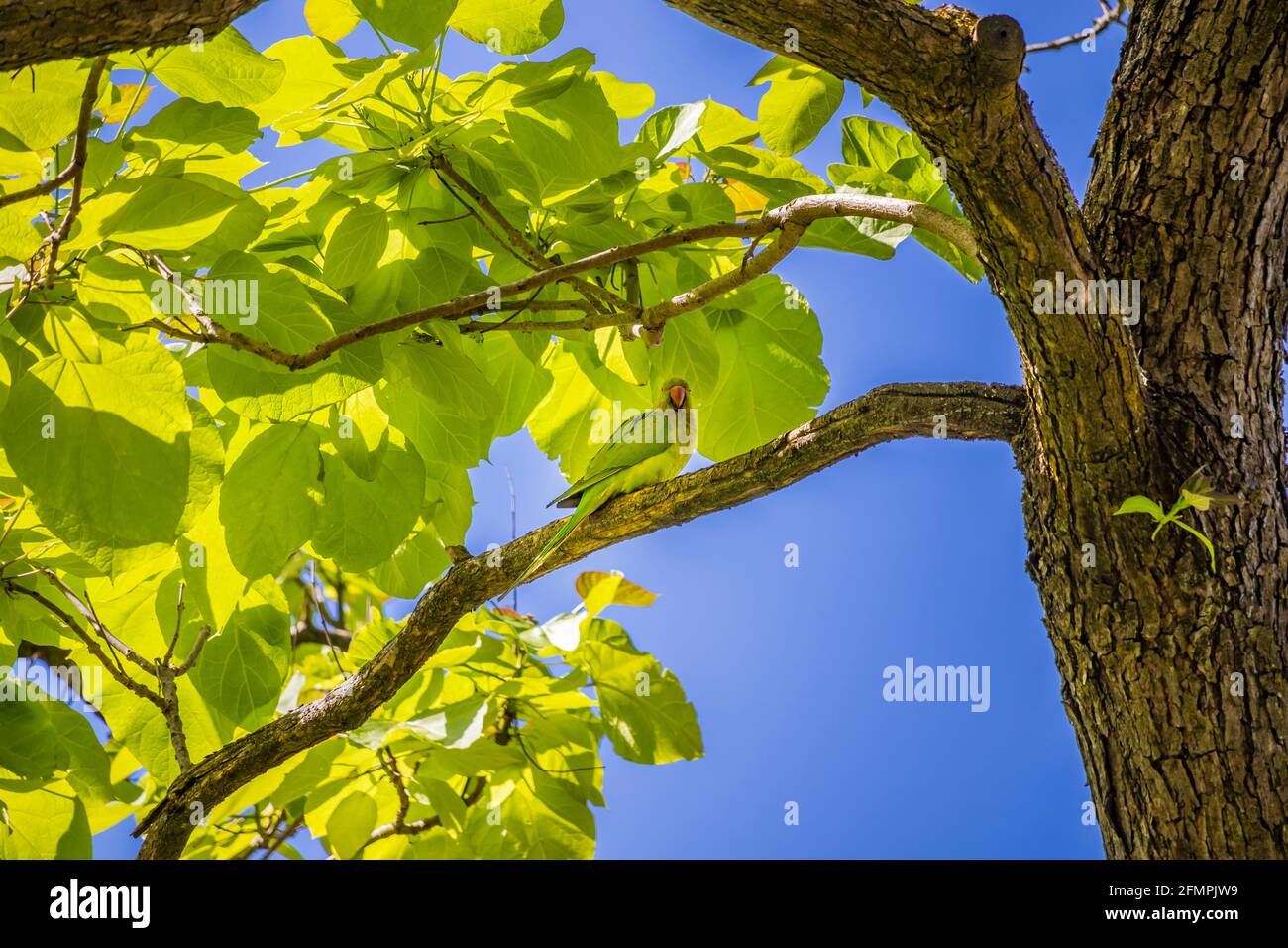 A small green parrot perched on a tree branch. Budgie, parakeet. Non ...