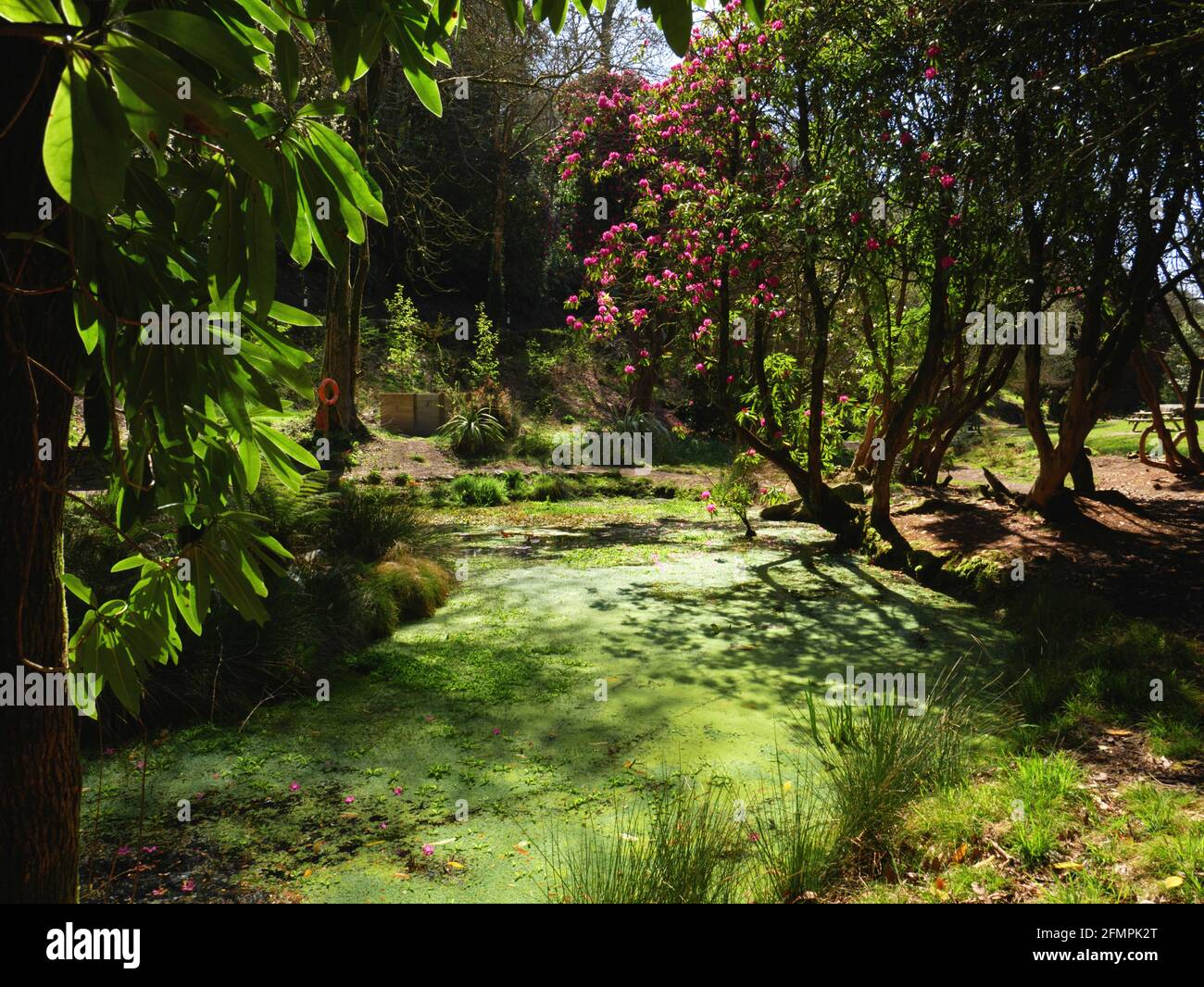 A Cornish red rhodendron blooms by the pond at Menacuddle, St Austell ...