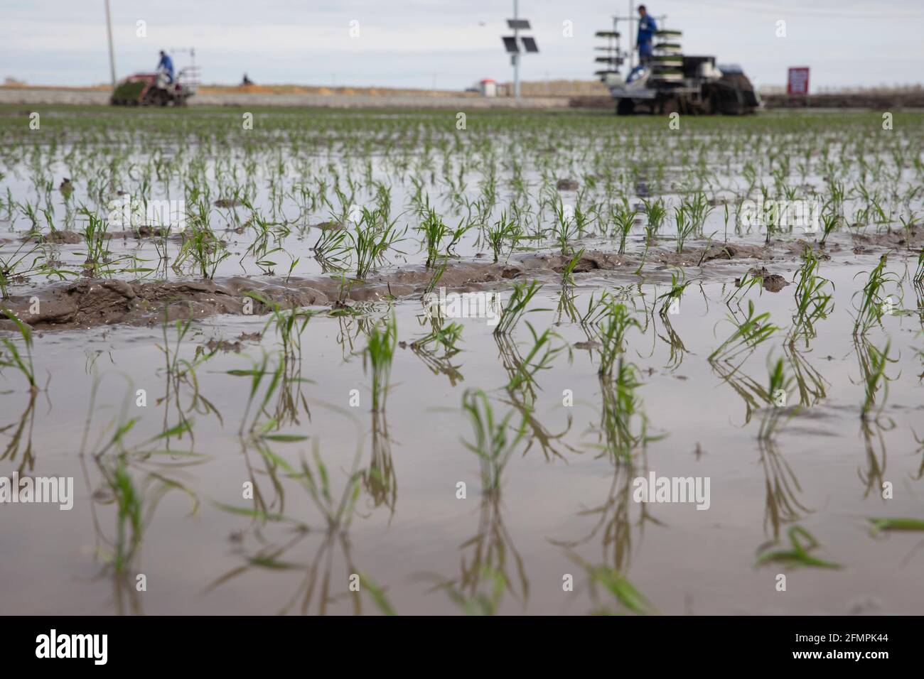 Jiansanjiang. 11th May, 2021. Photo taken on May 11, 2021 shows a rice ...